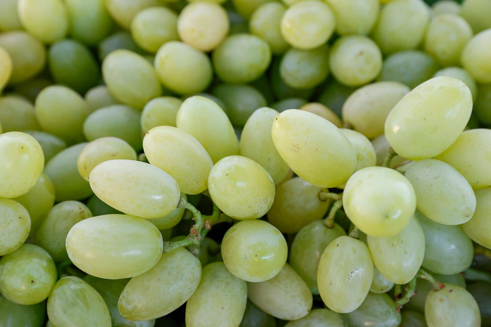 Which White Seedless Grape Varieties Are Best | ARRA Varieties