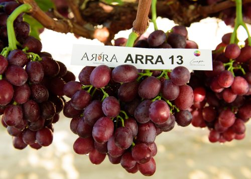 Red Grapes | Table Grape Varieties | Grapa Varieties Ltd.