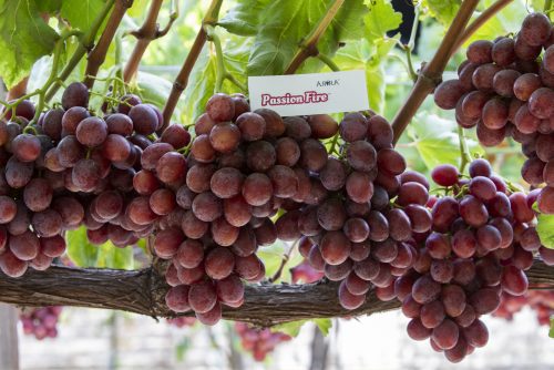 Red Varieties | Grapa Varieties Ltd.